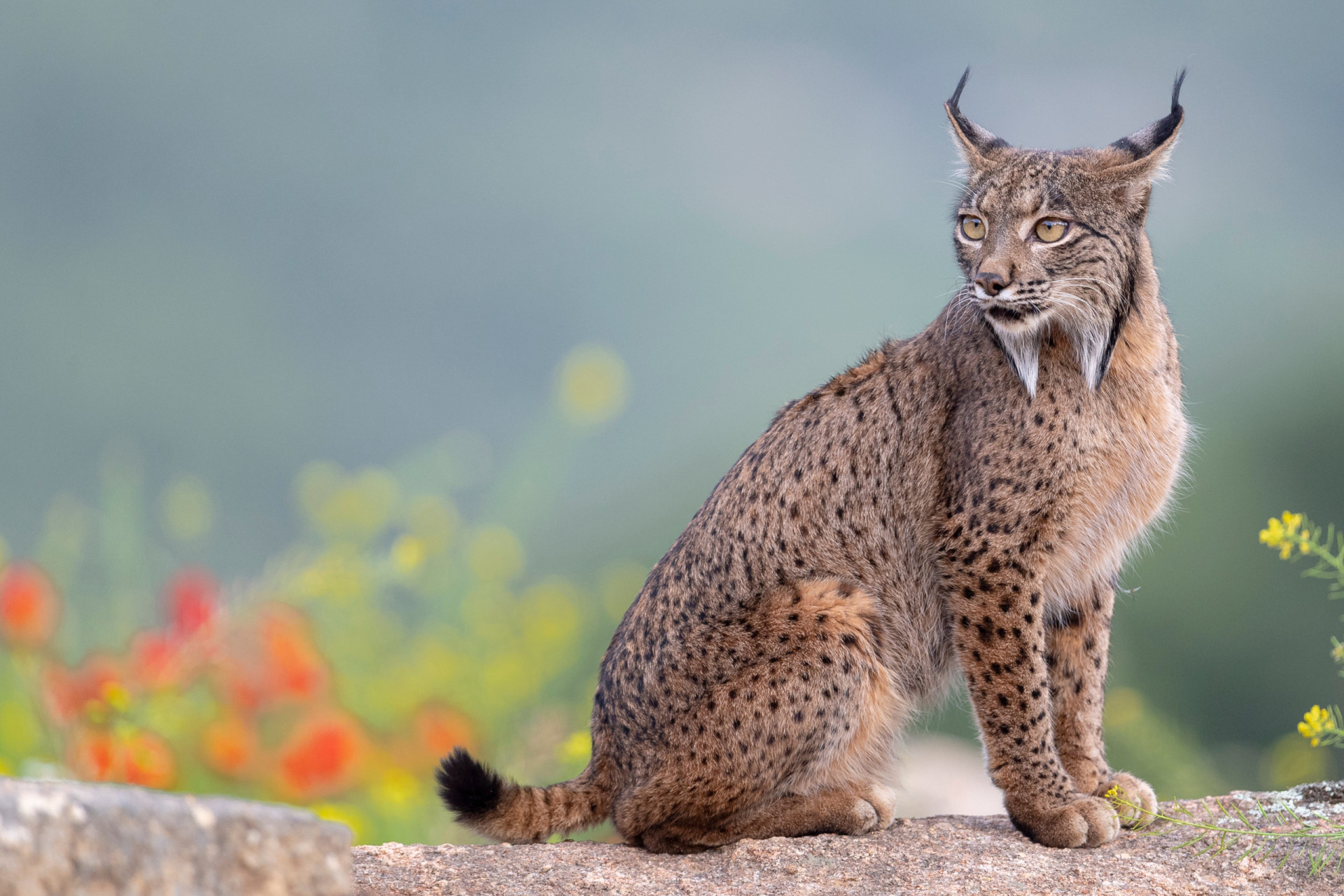 Tufts and teeth: fascinating facts about the lynx