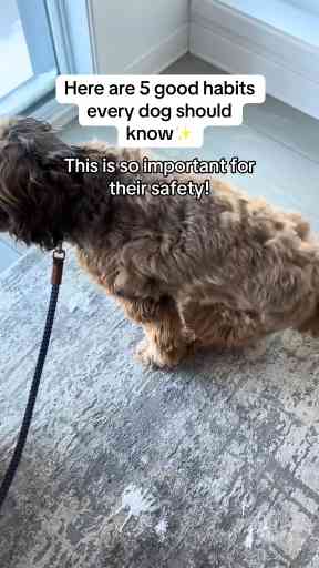 Five Foundational Habits Every Dog Should Learn for a Better Life