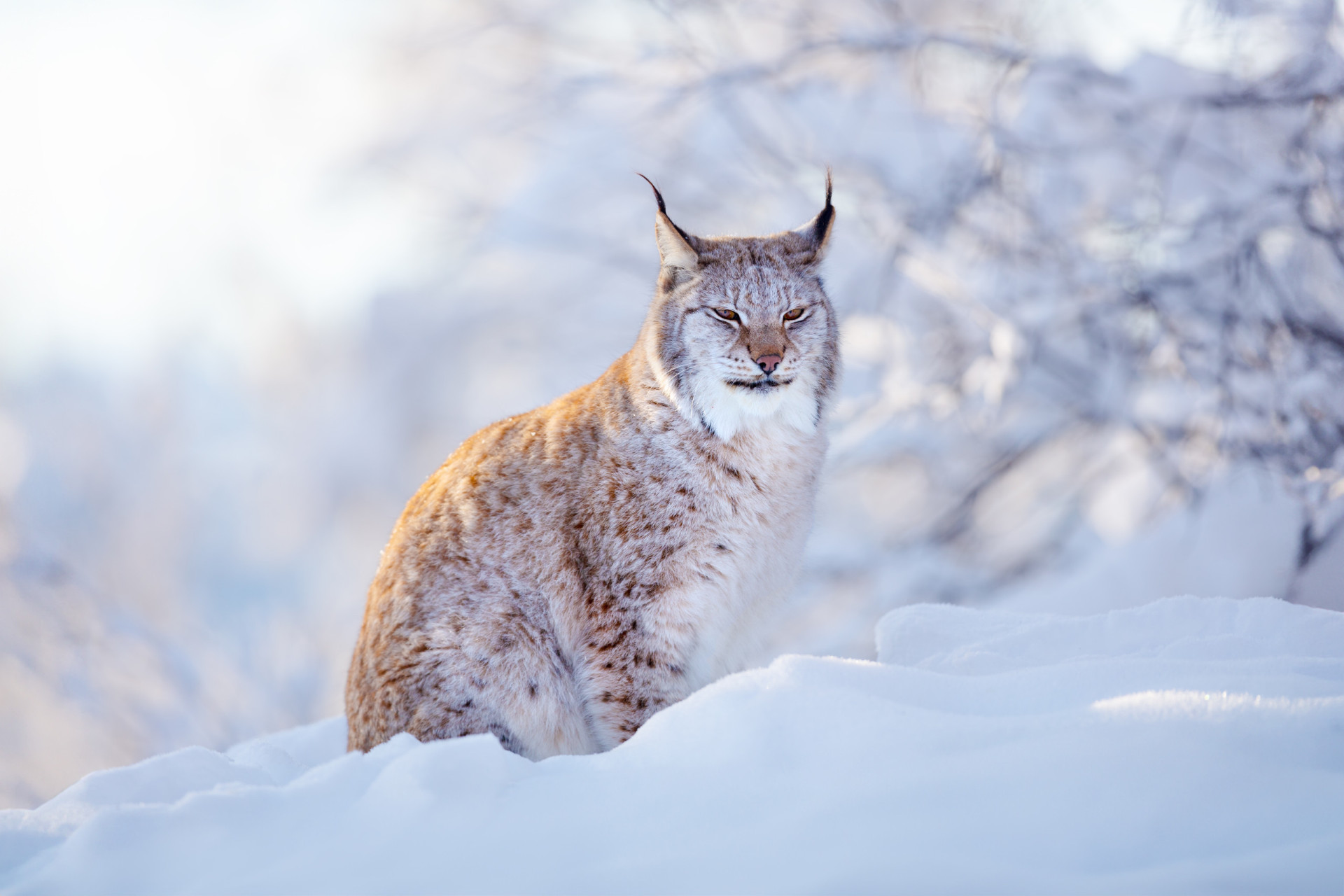 Tufts and teeth: fascinating facts about the lynx