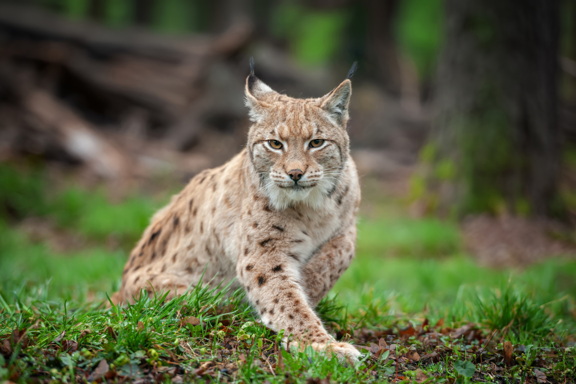 Tufts and teeth: fascinating facts about the lynx