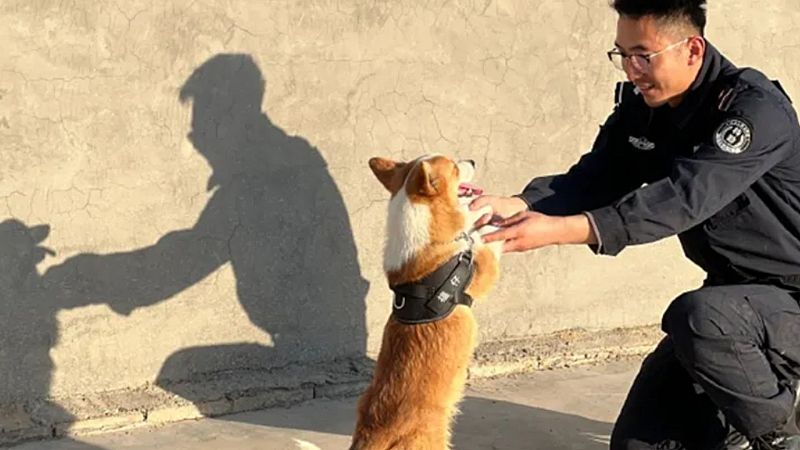 China’s first Corgi police dog causes stir after snatching sausage from ...