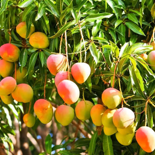 The King of Fruits: Health Benefits of Eating Mango