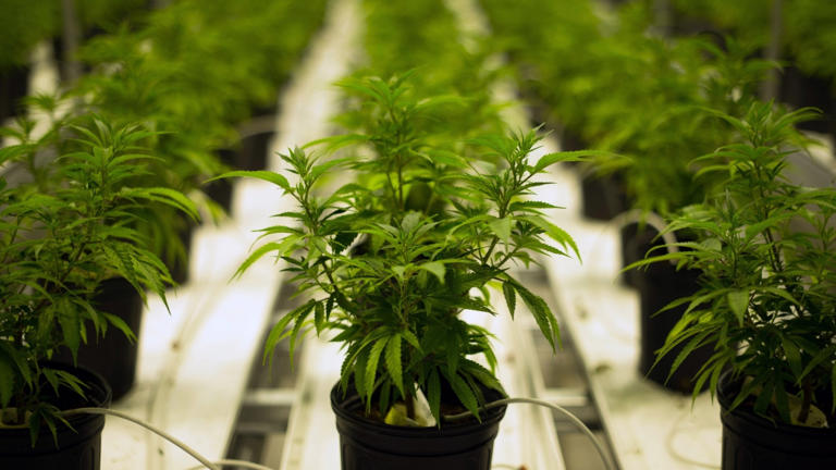 ‘Large negative health effects’: Psychiatrist cautions against cannabis ...