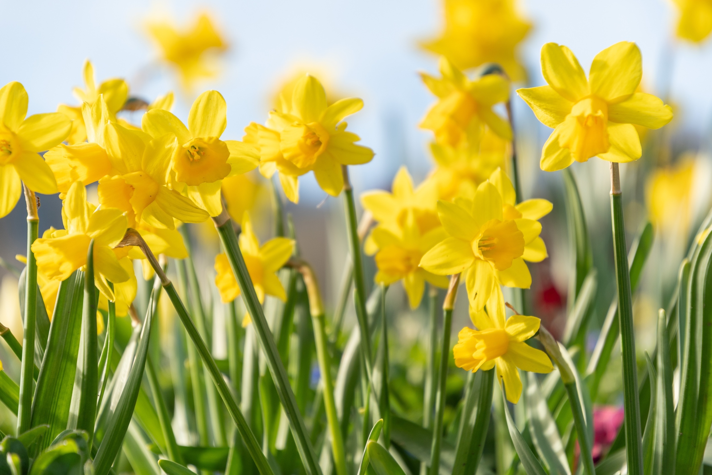 20 popular flowers with surprisingly deeper meanings