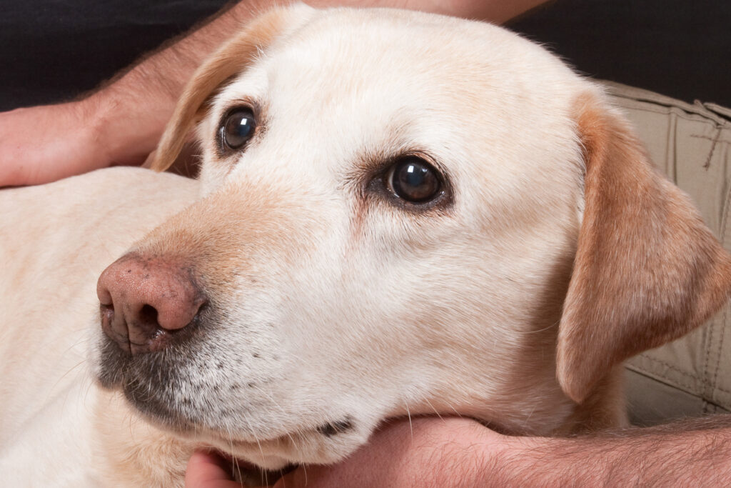 15 Best Dog Breeds for Men Over 70 Who Want a Loyal Sidekick