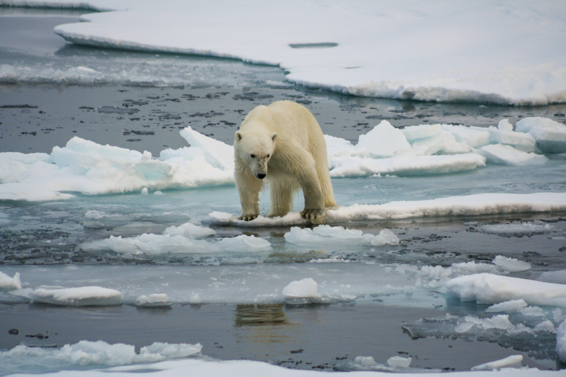 The Arctic could be ice-free by 2027, study finds