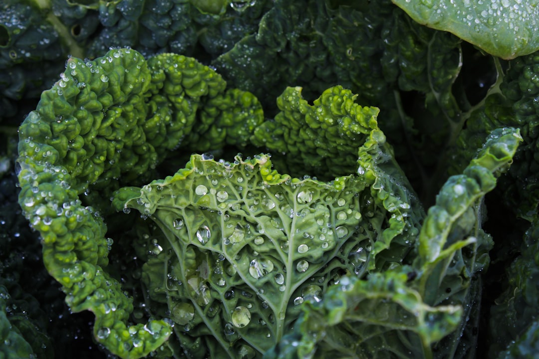 15 Nutrient-Dense Vegetables to Try Today