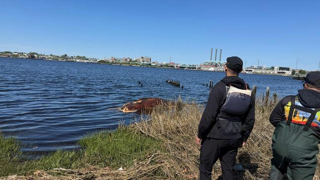 Minke whale carcass spotted near Bold Point Park in East Providence