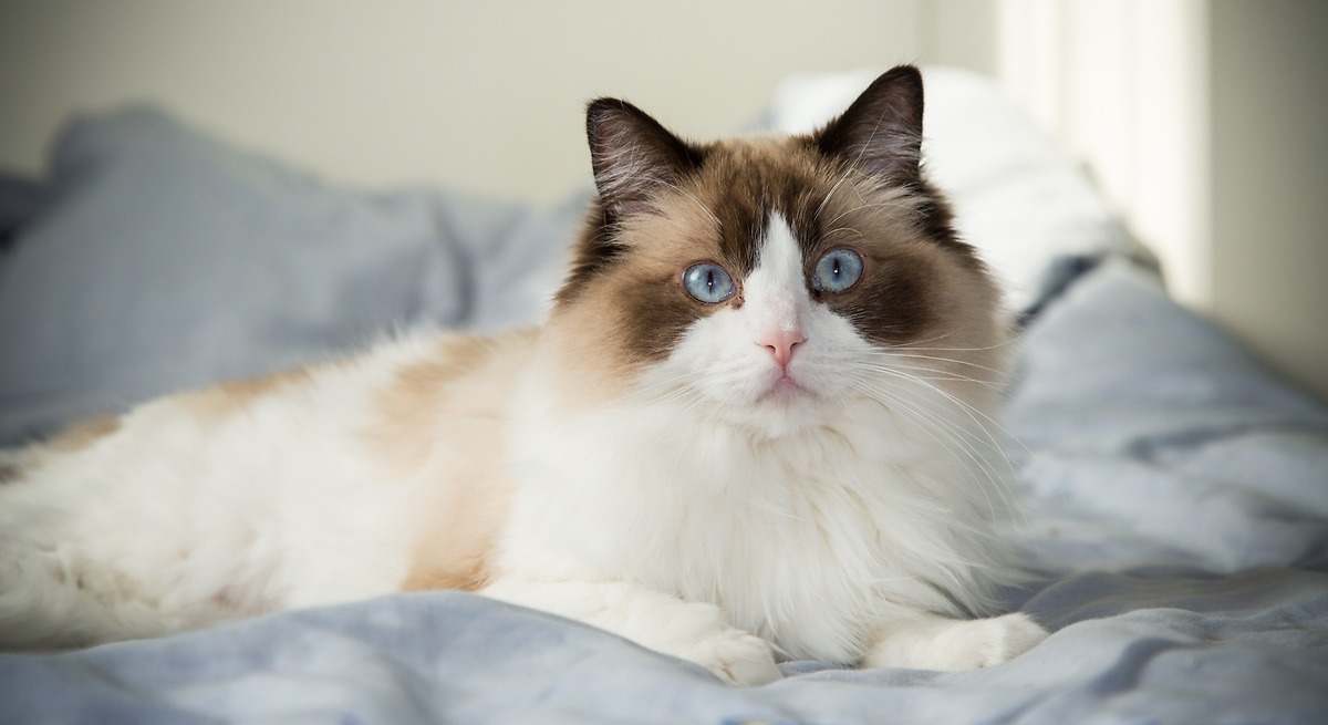 "Si mi gato ronronea es que está a gusto y feliz": esta afirmación es ...