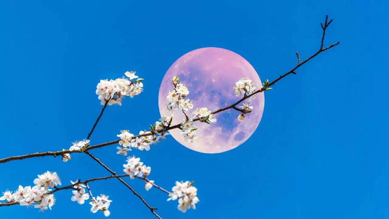 May’s full flower moon: When and where to watch the celestial spectacle