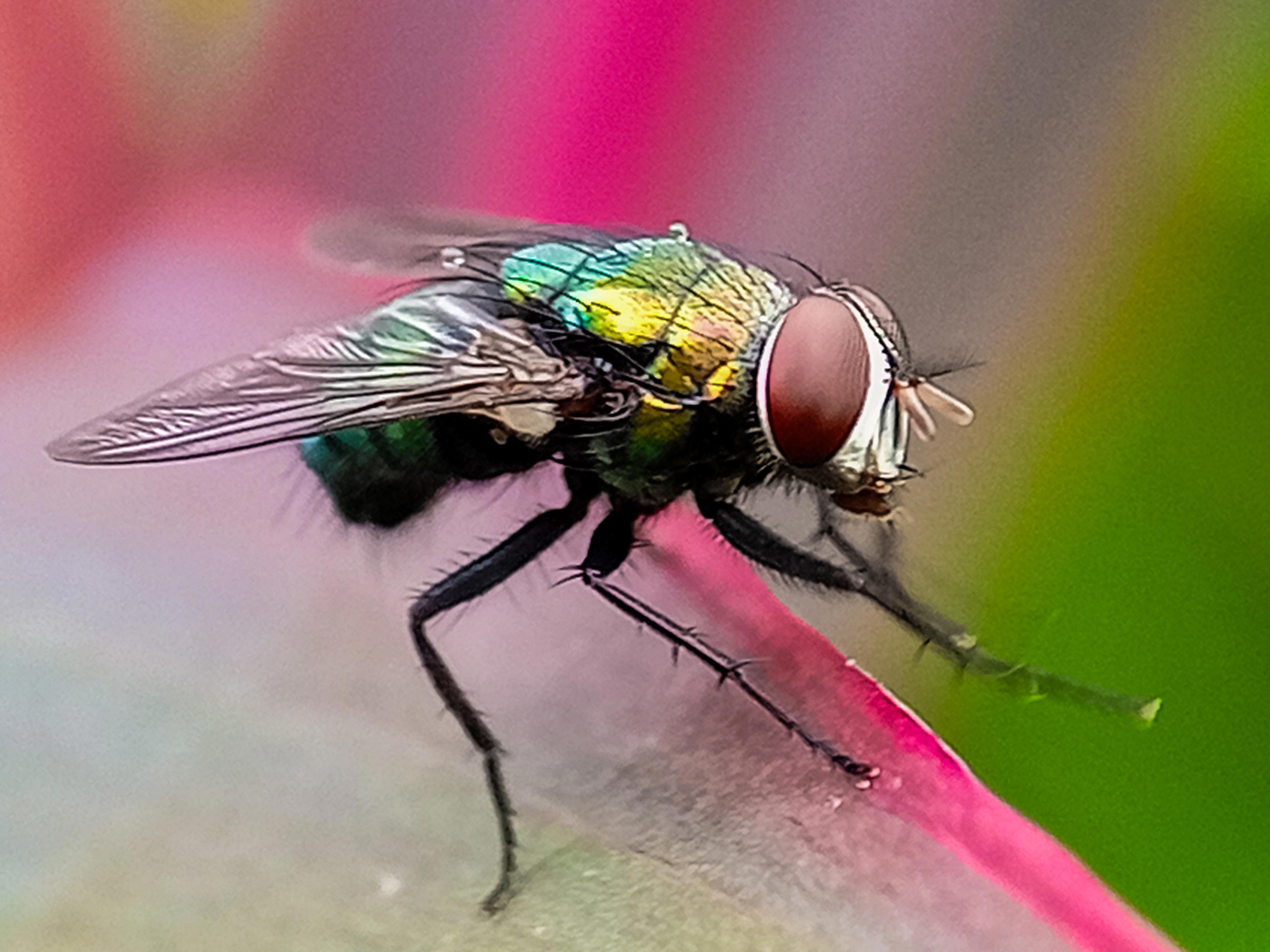 Parasitic fly halts livestock imports from Mexico; officials point ...