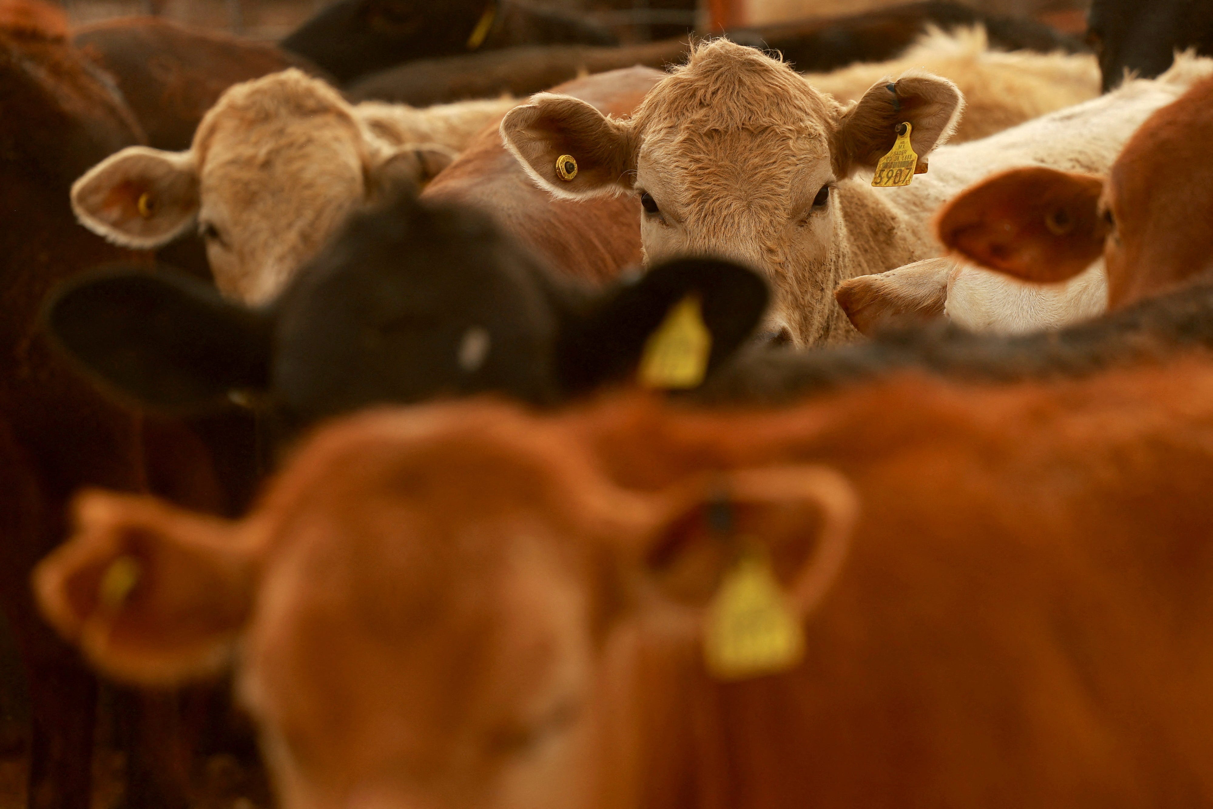 Arizona closed to cattle imports as flesh-eating fly detected in Texas