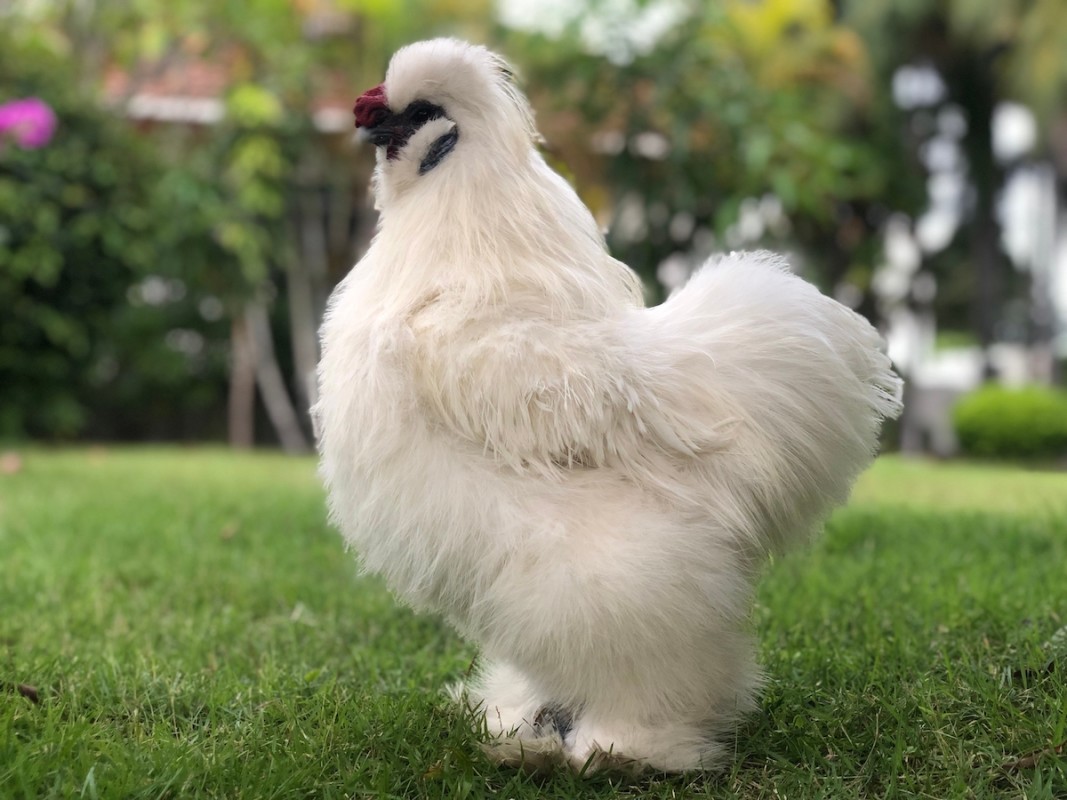 Fluffy Rooster Acts Just Like a Golden Retriever and Everyone's Obsessed