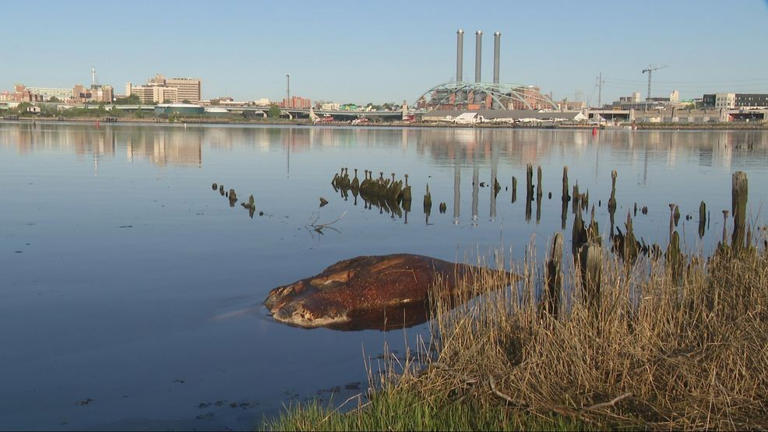Minke whale carcass spotted near Bold Point Park in East Providence