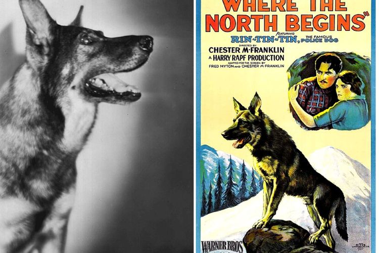 Rin Tin Tin: Salah Satu Aktor Anjing Pertama dari Jerman yang ...