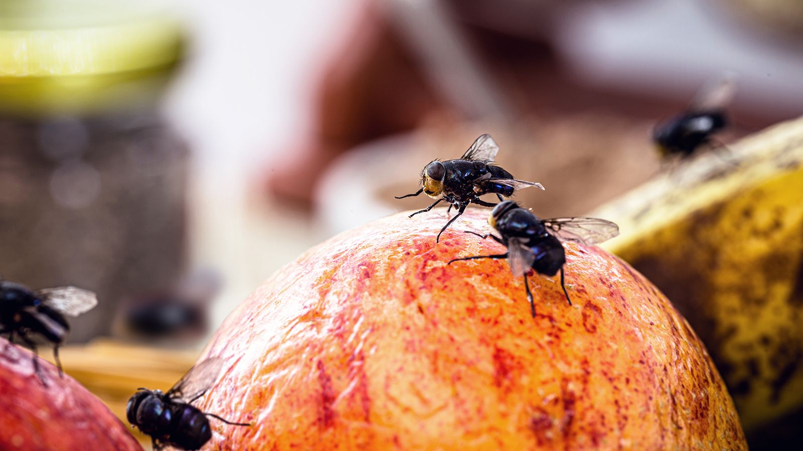 Pest experts reveal this $1 vegetable can help repel flies around your home