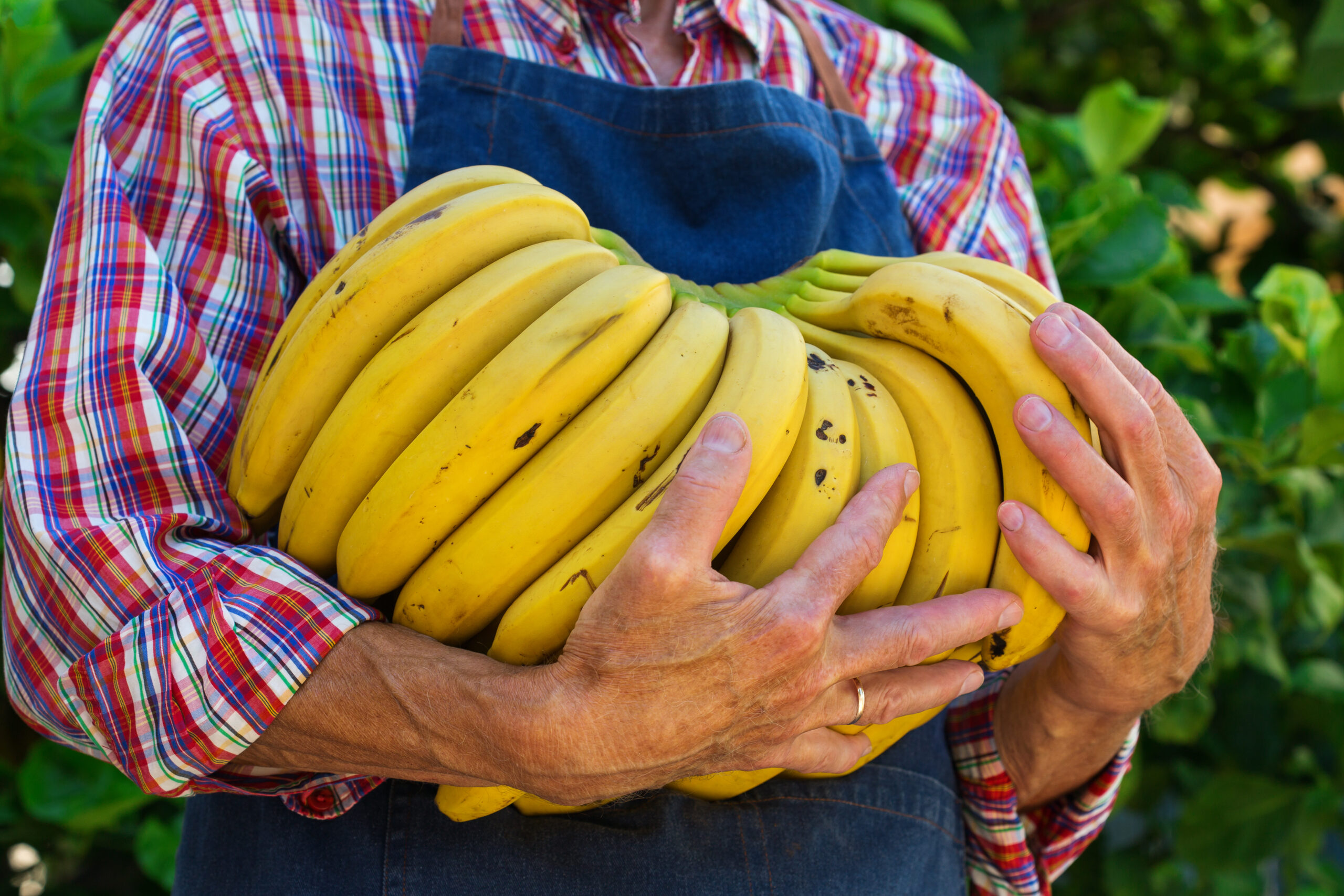 Banana Crisis: Is the Climate Disaster Killing Our Most Popular Fruit?