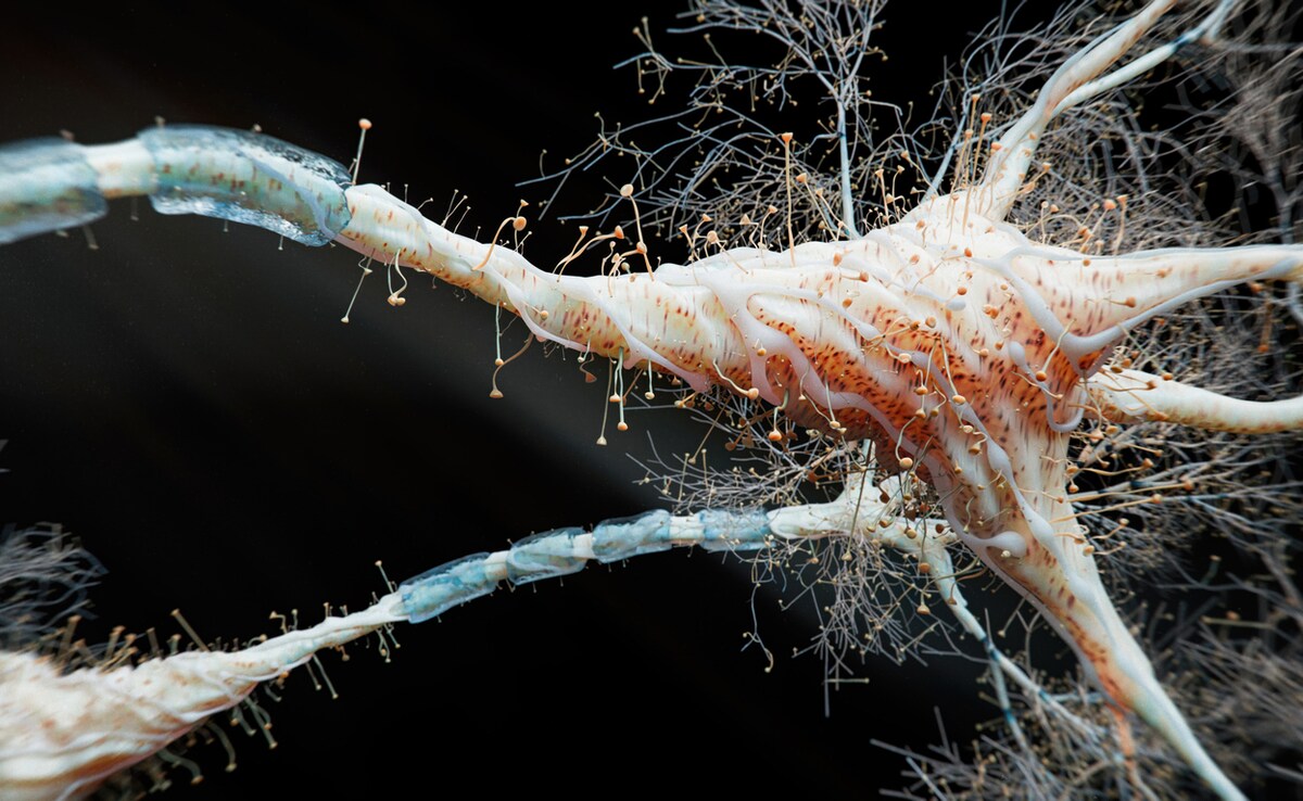 Scientists Find Molecule That Blocks Brain Cell Death In Parkinson's ...