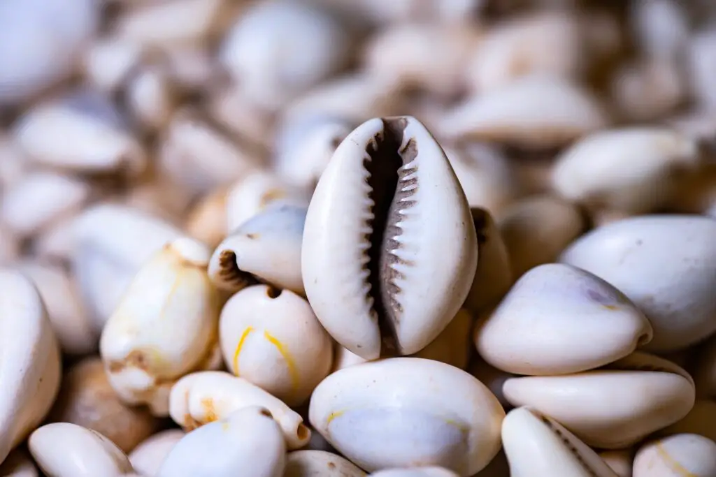 14 Surprising Things People Used as Currency Before Money Existed