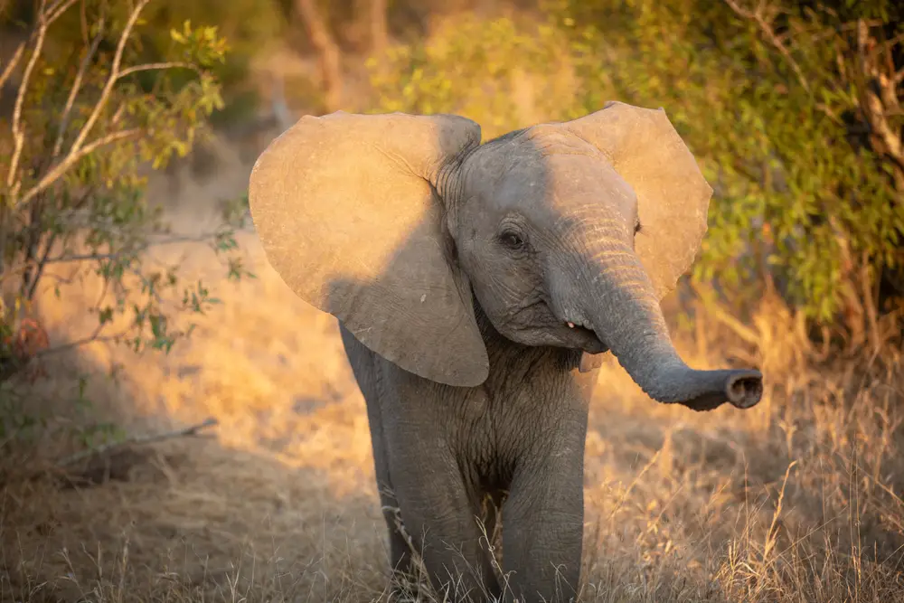 13 Baby Elephant Facts So Adorable, They’ll Break Your Heart