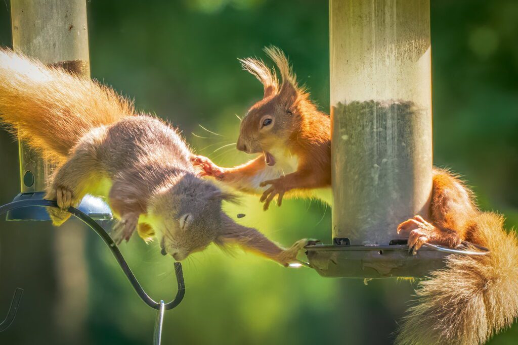 Photographer spends 10 years capturing stunning UK wildlife in “garden ...
