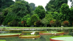 Menjelajahi Pesona Wisata Tanaman Hias di Indonesia: Surga Hijau yang ...