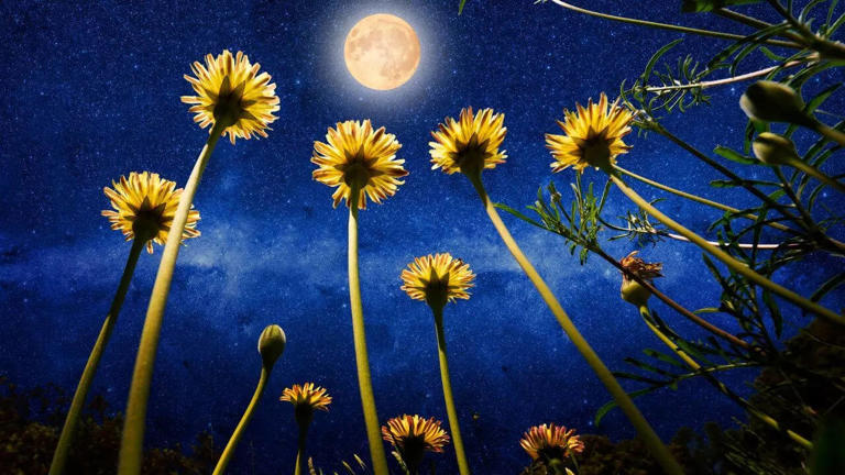 May’s full flower moon: When and where to watch the celestial spectacle