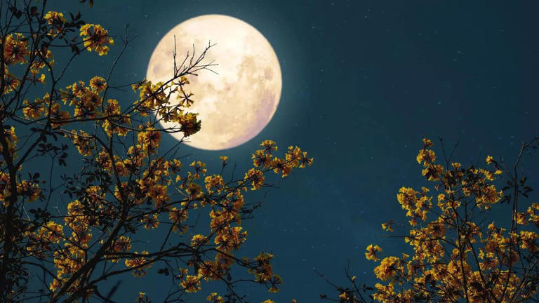May’s full flower moon: When and where to watch the celestial spectacle