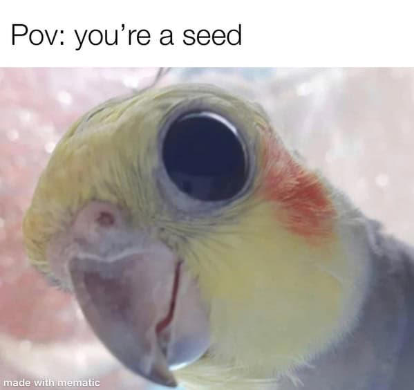 40 Funny Bird Memes For People Who Love A Good Squawk (May 12, 2025)