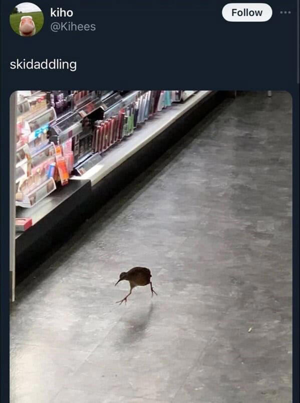 40 Funny Bird Memes For People Who Love A Good Squawk (May 12, 2025)