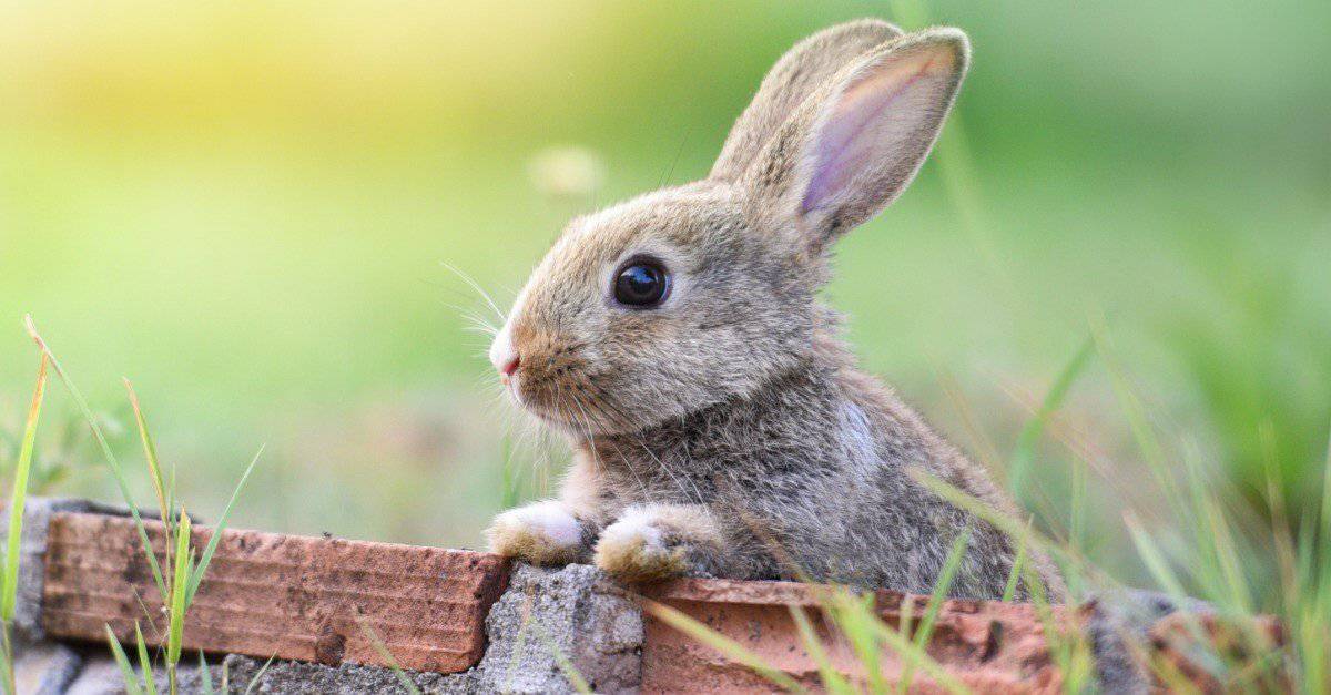 Rabbit Life Span and Tips for Pet Owners