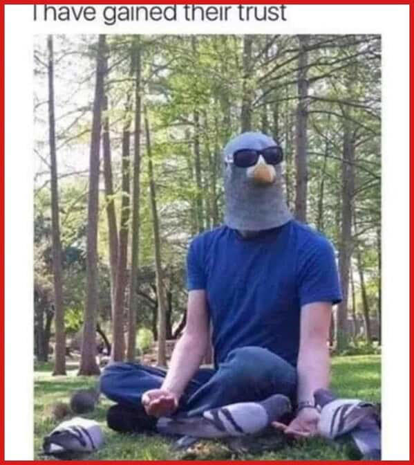 40 Funny Bird Memes For People Who Love A Good Squawk (May 12, 2025)