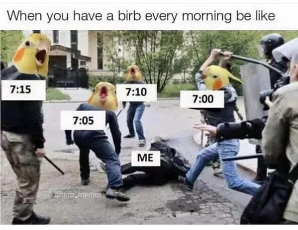 40 Funny Bird Memes For People Who Love A Good Squawk (May 12, 2025)