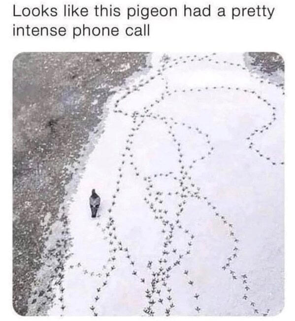 40 Funny Bird Memes For People Who Love A Good Squawk (May 12, 2025)