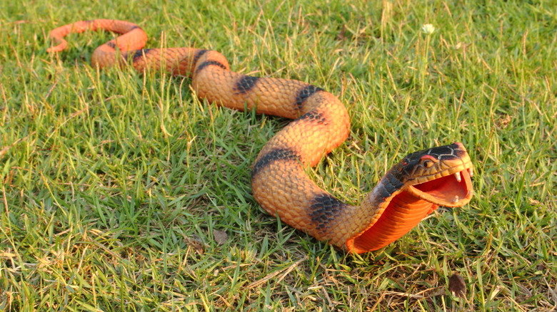 Does Using A Snake Decoy Actually Stop Pesky Birds From Eating Crops?