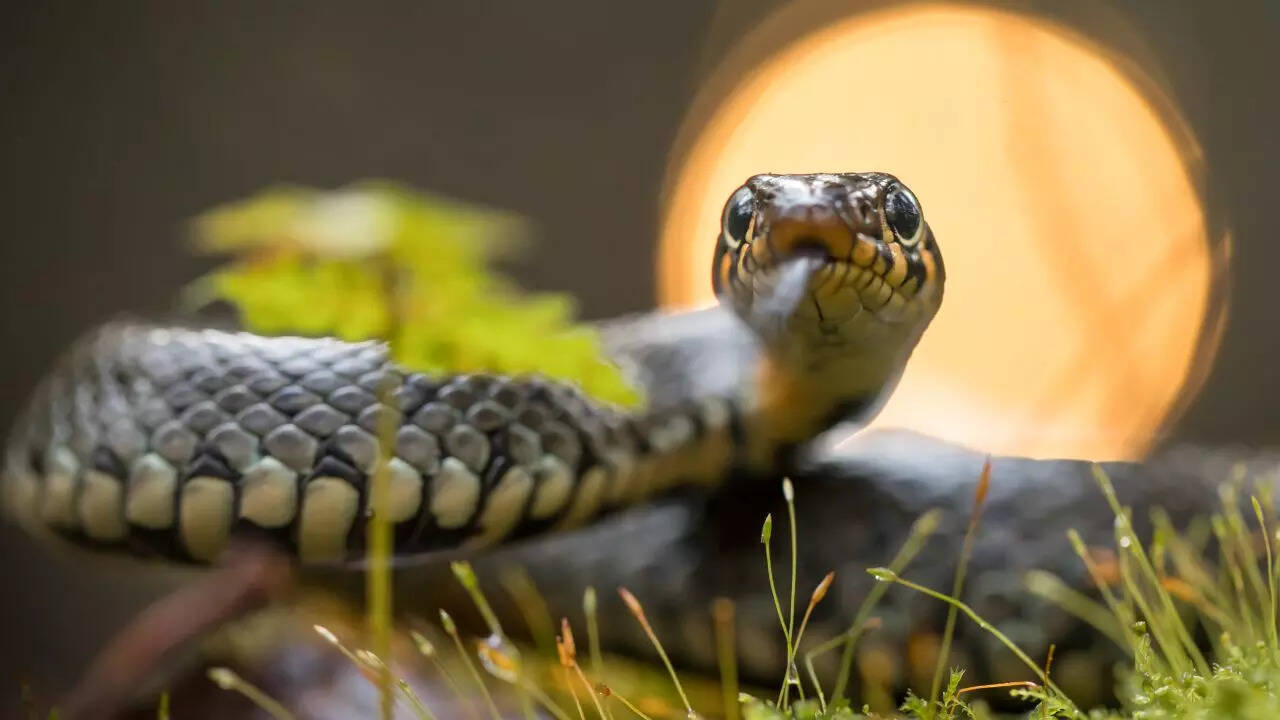 7 lesser-known snake facts that are truly fascinating