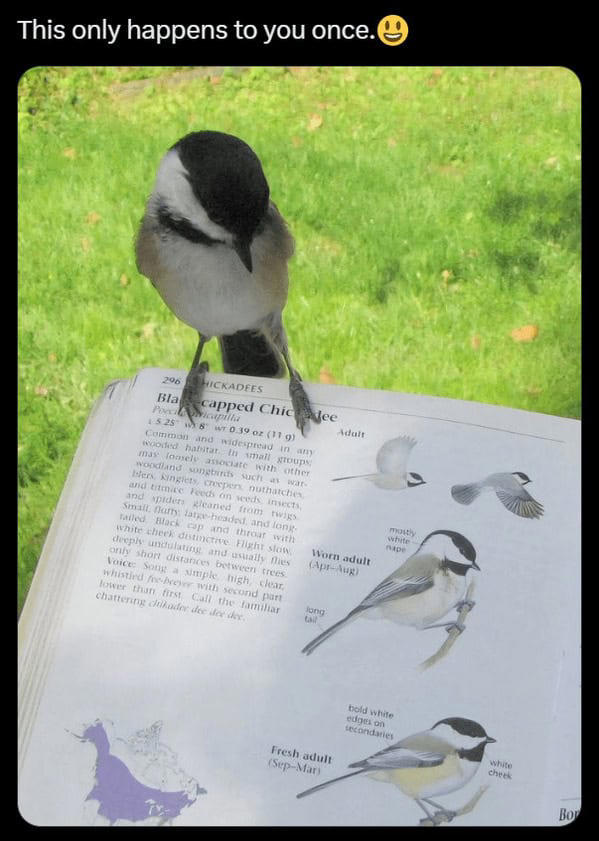 40 Funny Bird Memes For People Who Love A Good Squawk (May 12, 2025)