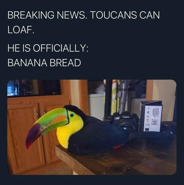 40 Funny Bird Memes For People Who Love A Good Squawk (May 12, 2025)