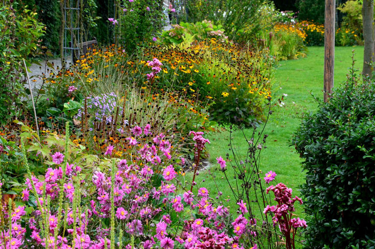 We asked a gardener which perennials are overrated—4 she says you ...