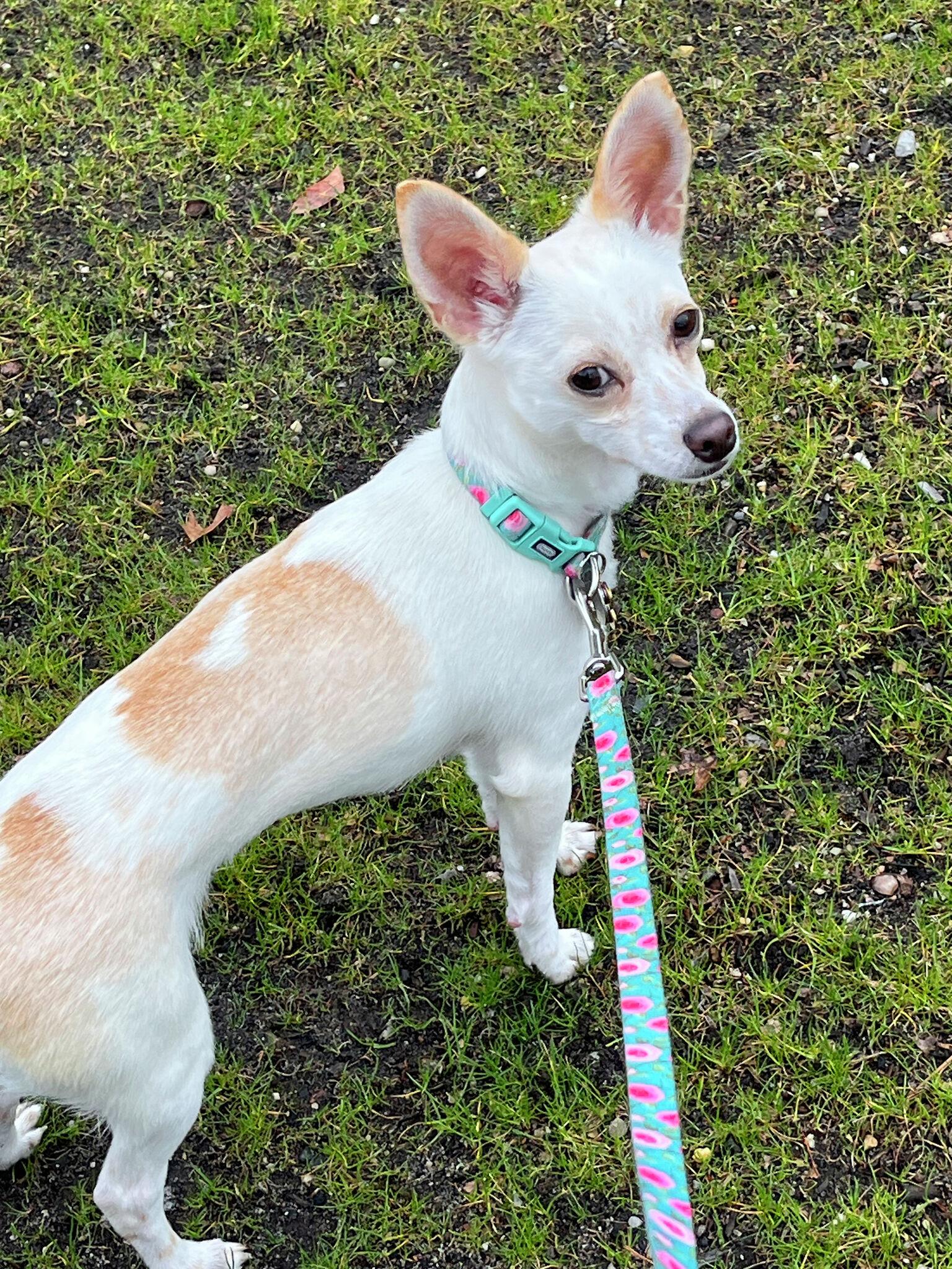 Jerry Zezima (opinion): How to be walked by your dog