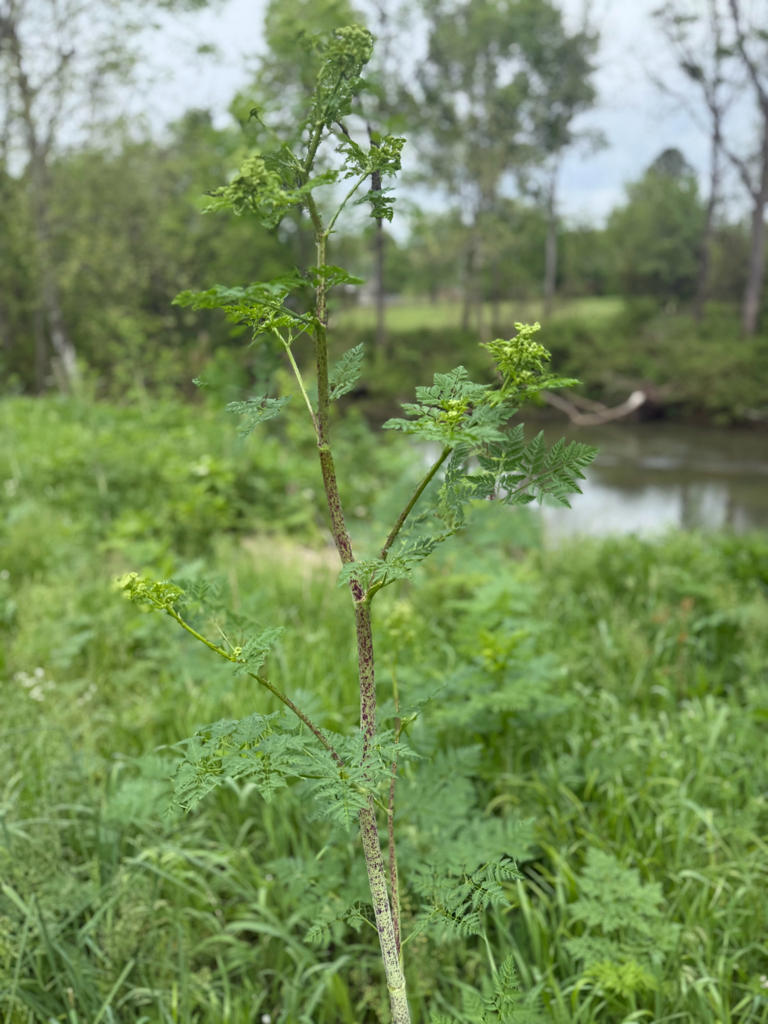 This ‘highly toxic’ plant is spreading: How to get rid of it