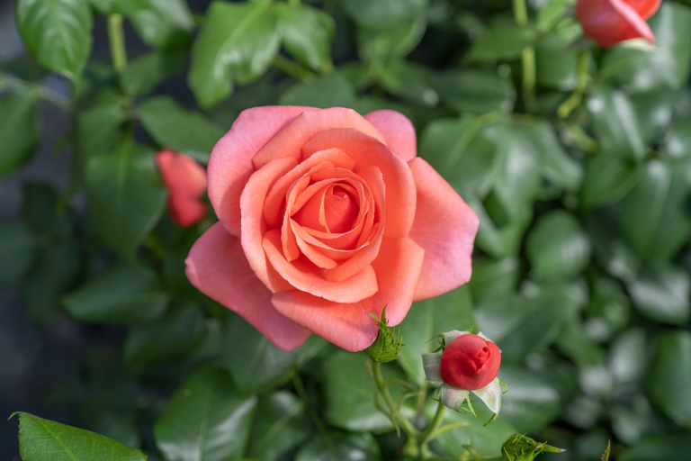 Where to buy Catherine's Rose: Princess of Wales inspires garden rose ...