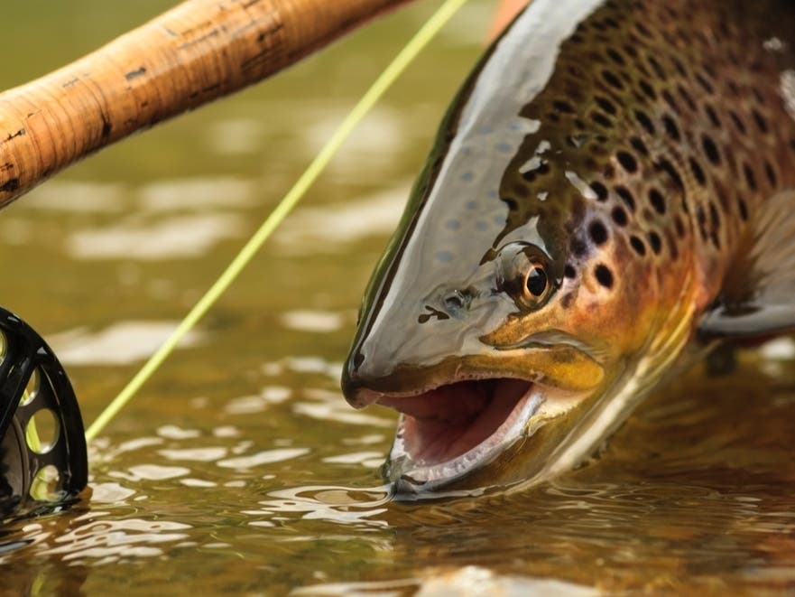 Youth Fishing Derbies At Parks In Newark: 2025 Events