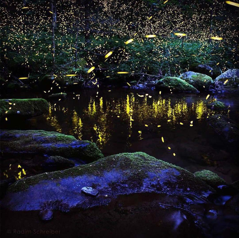 7 Magical Firefly Displays in the South