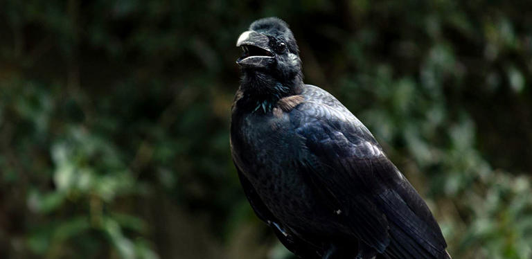 13 Cool Facts About Crows