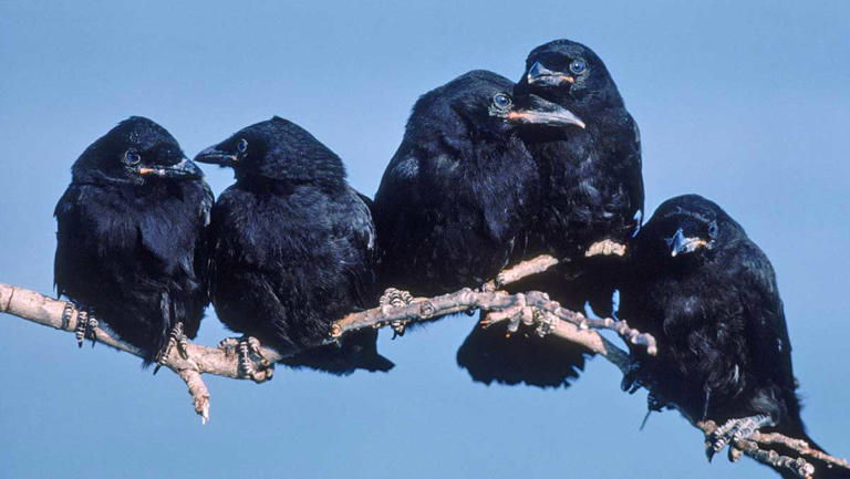 13 Cool Facts About Crows