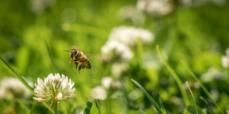 Is This "Weed" the Key to a Thriving and Eco-Friendly Backyard?