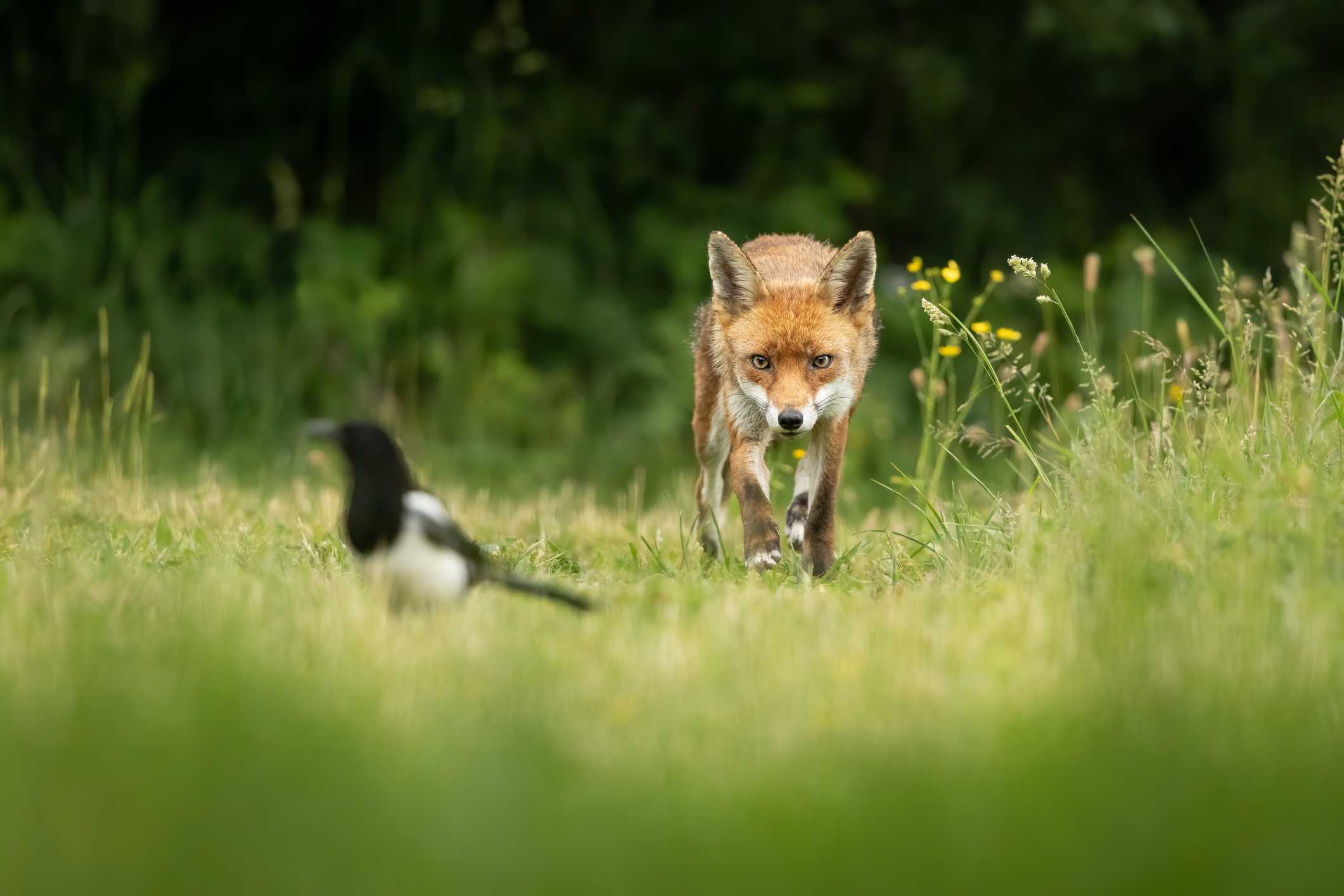 Aggressive fox reported in area of Mount Airy