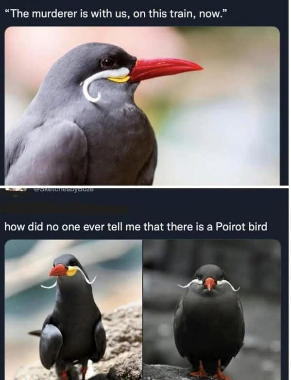 40 Funny Bird Memes For People Who Love A Good Squawk (May 12, 2025)