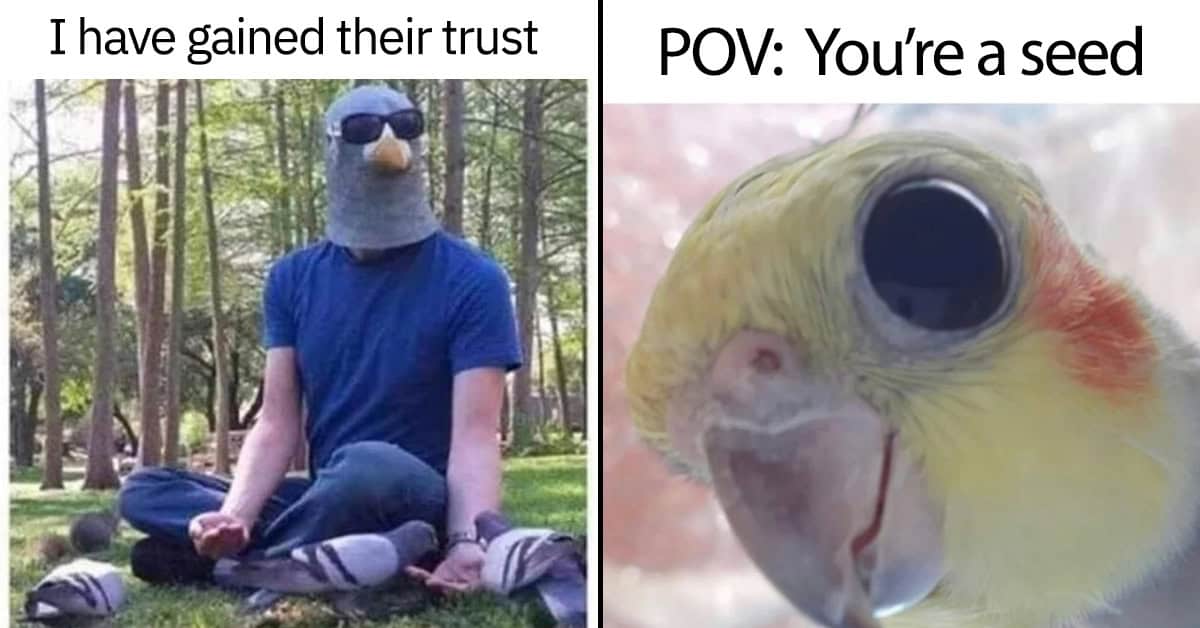 40 Funny Bird Memes For People Who Love A Good Squawk (May 12, 2025)